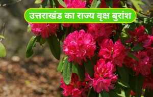 उत्तराखंड का राज्य वृक्ष बुरांश. Buransh, the state tree of Uttarakhand ...